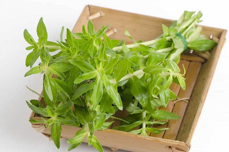 Lưu ngay 7 cách dùng rau om (ngổ) trị sỏi thận hiệu quả tại nhà